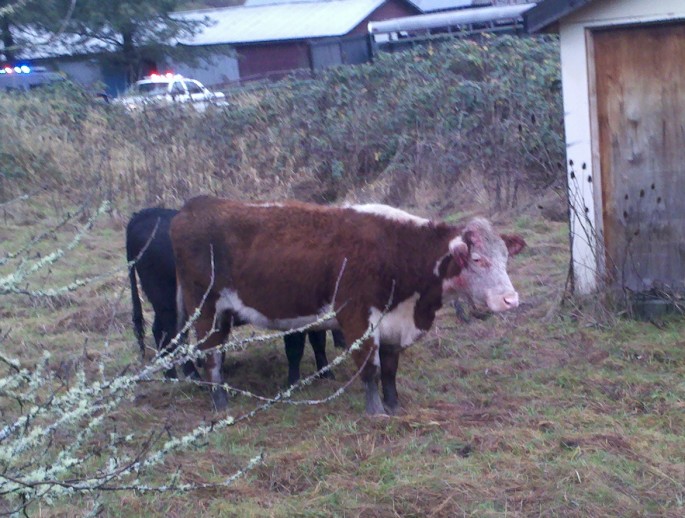 Hanging Tree Cow Dog Sales, Services And Training | Stories/Blog ...