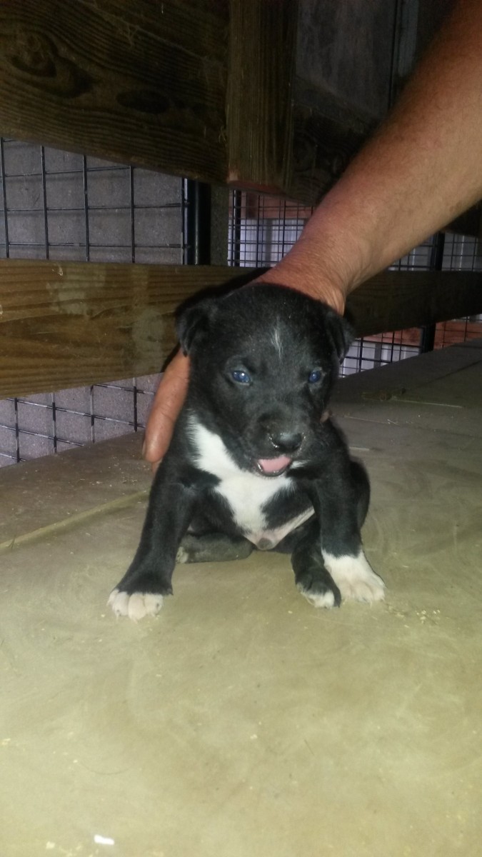 Hanging Tree Cow Dog Sales, Services And Training | Pups ...